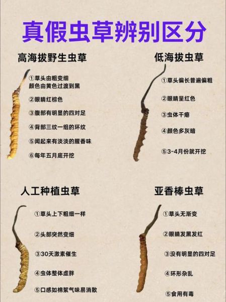 蛹虫草图片真假鉴别_蛹虫草和冬虫夏草区别-第2张图片-山城妙识