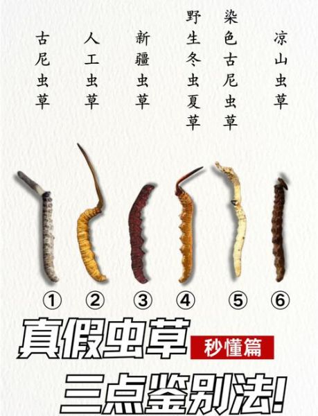 蛹虫草图片真假鉴别_蛹虫草和冬虫夏草区别-第3张图片-山城妙识