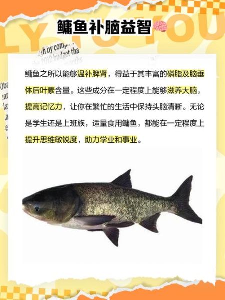 鳙鱼和鲢鱼哪个好吃_口感营养大比拼-第1张图片-山城妙识