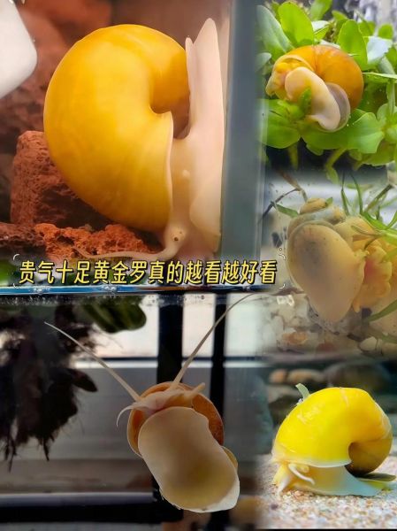 黄螺怎么处理_黄螺怎么清洗才干净-第2张图片-山城妙识