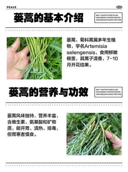 蒌怎么读_蒌蒿和蒌叶的区别-第3张图片-山城妙识