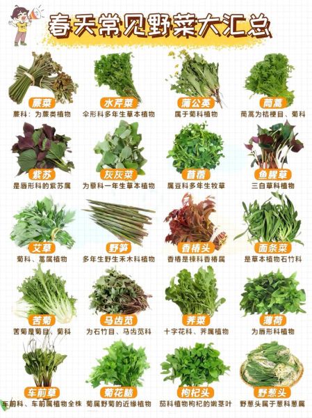 野菜名称图片大全_如何识别常见野菜-第1张图片-山城妙识