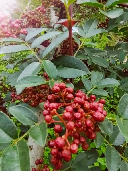 花椒图片大全大图_哪里找高清花椒实拍图-第1张图片-山城妙识