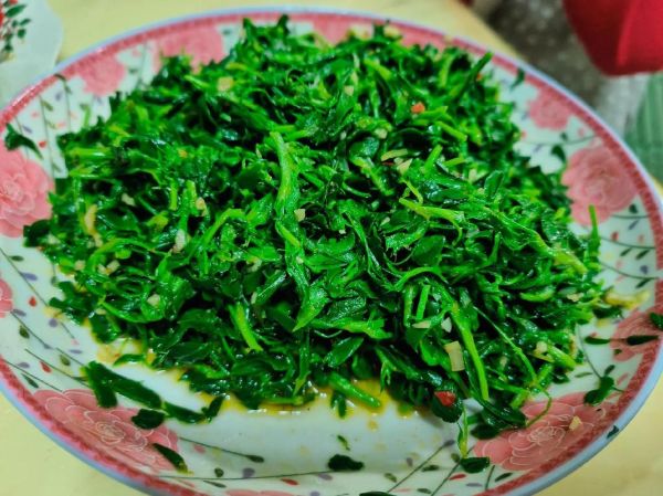 苜蓿怎么吃_苜蓿怎么做才好吃-第2张图片-山城妙识 苜蓿怎么吃_苜蓿怎么做才好吃-第2张图片-山城妙识