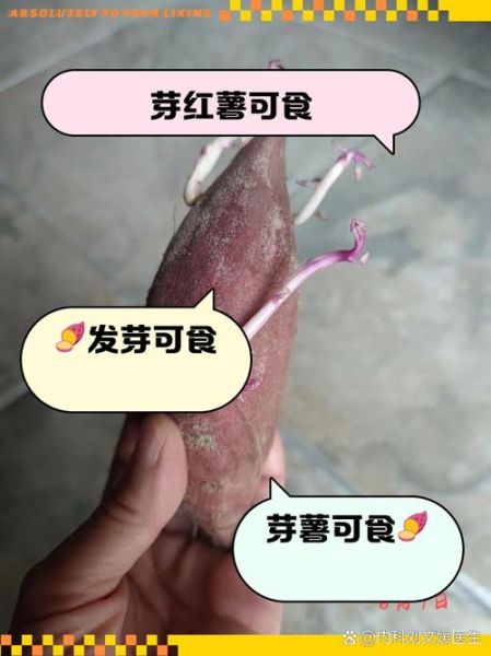红薯发芽了还能吃吗_红薯发芽有毒吗-第3张图片-山城妙识