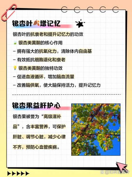 银杏叶的功效与作用_银杏叶怎么食用-第2张图片-山城妙识