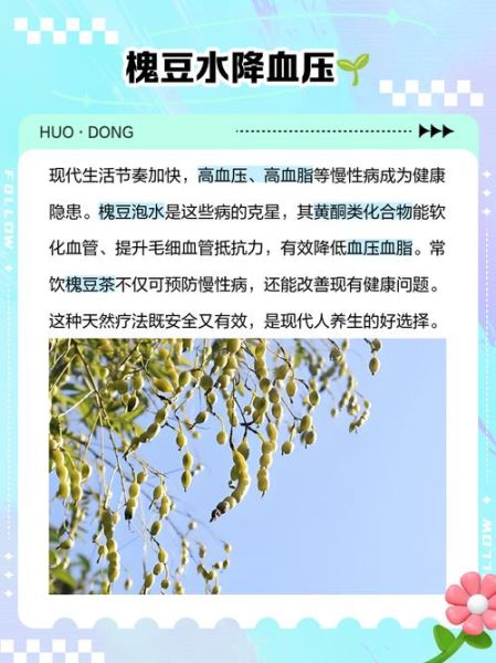 槐豆泡水什么人不能喝_禁忌人群有哪些-第2张图片-山城妙识