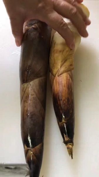 竹笋怎么切比较好_竹笋切片技巧-第2张图片-山城妙识