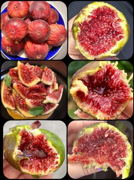 新鲜无花果一天吃几个_吃多了会怎样-第2张图片-山城妙识