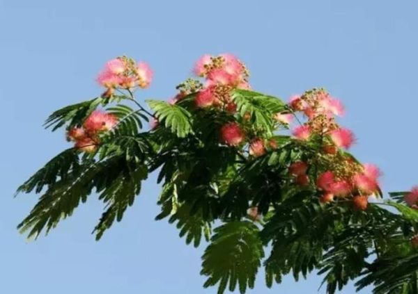 芙蓉树为什么叫鬼树_民间传说与科学解释-第1张图片-山城妙识