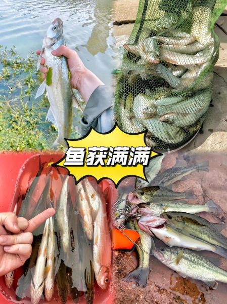 细鳞鱼怎么钓_细鳞鱼钓法技巧-第3张图片-山城妙识