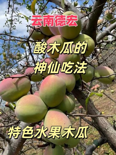 酸木瓜的功效与作用有哪些_酸木瓜怎么吃效果最好-第3张图片-山城妙识