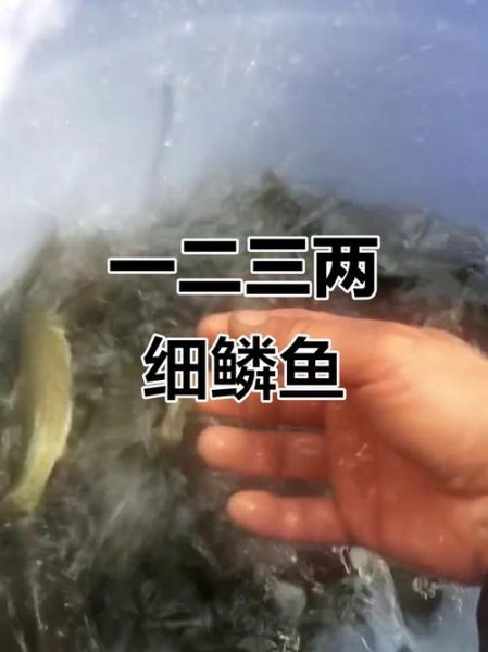 细鳞鱼怎么钓_细鳞鱼钓法技巧-第2张图片-山城妙识