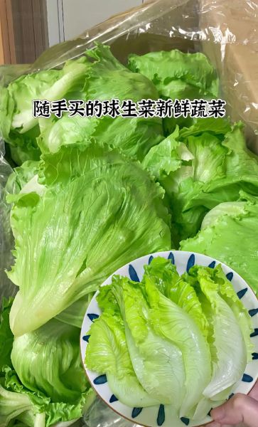 生菜图片大全大图真实_如何辨别新鲜生菜-第2张图片-山城妙识 生菜图片大全大图真实_如何辨别新鲜生菜-第2张图片-山城妙识