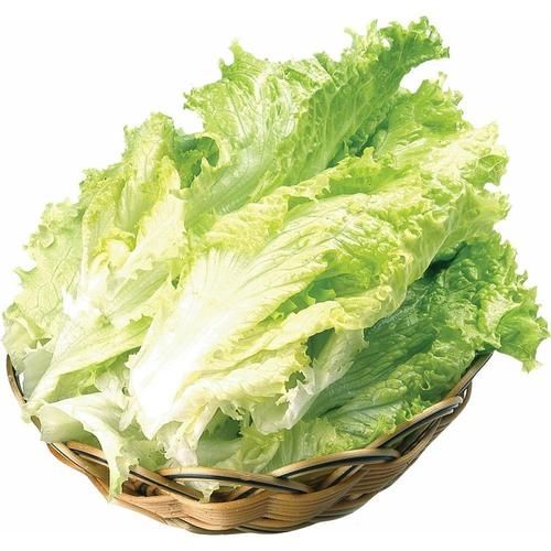 生菜图片大全大图真实_如何辨别新鲜生菜-第1张图片-山城妙识 生菜图片大全大图真实_如何辨别新鲜生菜-第1张图片-山城妙识