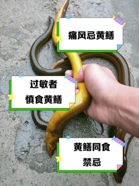 黄鳝的功效与作用禁忌_哪些人不能吃黄鳝-第2张图片-山城妙识