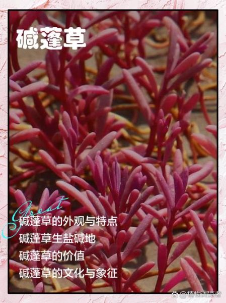 碱蓬草图片_碱蓬草长什么样-第1张图片-山城妙识
