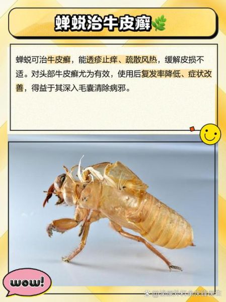 蝉蜕的功效与作用_蝉蜕怎么泡水喝-第1张图片-山城妙识