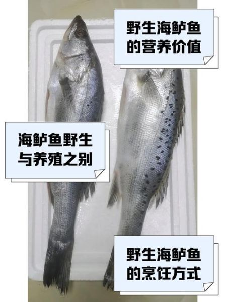 野生海鲈鱼多少钱一斤_野生海鲈鱼为什么这么贵-第1张图片-山城妙识 野生海鲈鱼多少钱一斤_野生海鲈鱼为什么这么贵-第1张图片-山城妙识