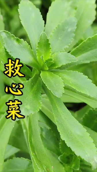 救心菜的功效是真是假_救心菜真的能降血压吗-第2张图片-山城妙识