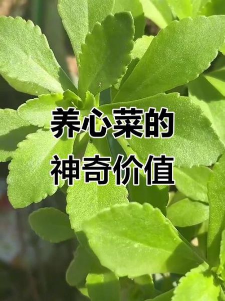 救心菜的功效是真是假_救心菜真的能降血压吗-第3张图片-山城妙识