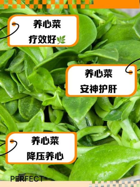 救心菜的功效是真是假_救心菜真的能降血压吗-第1张图片-山城妙识