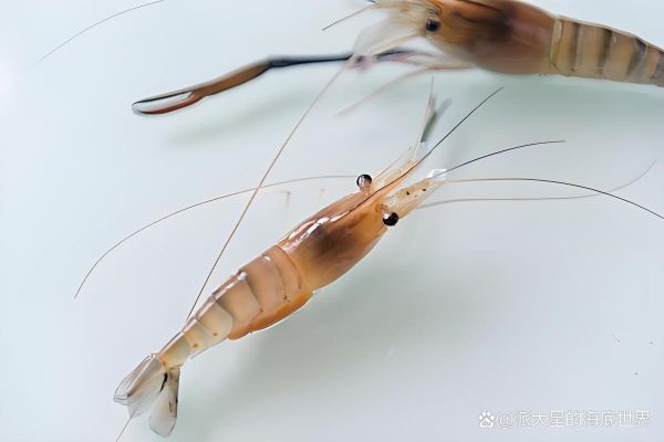 淡水虾有哪些品种_常见淡水虾种类大全-第3张图片-山城妙识