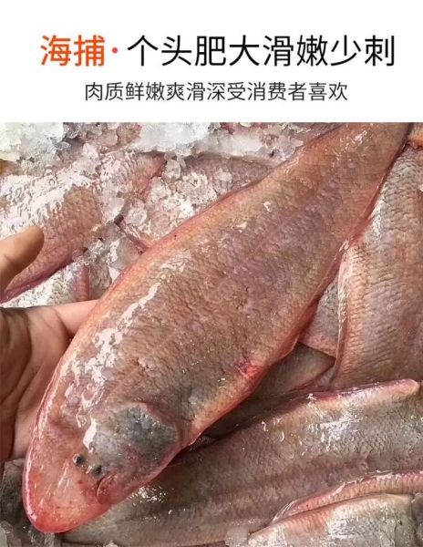 龙利鱼一条多少斤_龙利鱼一般多重-第1张图片-山城妙识