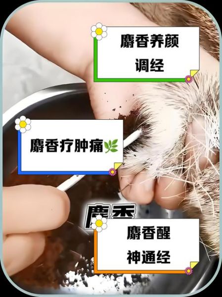 麝香的功效与作用吃法_麝香怎么吃效果最好-第1张图片-山城妙识
