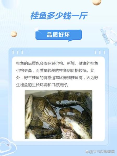 野生鳜鱼多少钱一斤_野生鳜鱼价格为什么贵-第1张图片-山城妙识