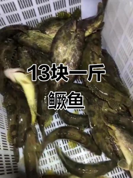 野生鳜鱼多少钱一斤_野生鳜鱼价格为什么贵-第3张图片-山城妙识