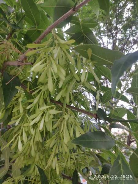 白蜡树长什么样_白蜡树图片特征-第3张图片-山城妙识