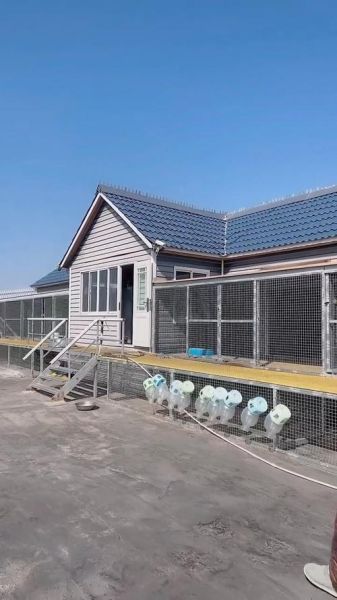 鸽子养殖大棚多少钱_建一个鸽子棚成本-第2张图片-山城妙识