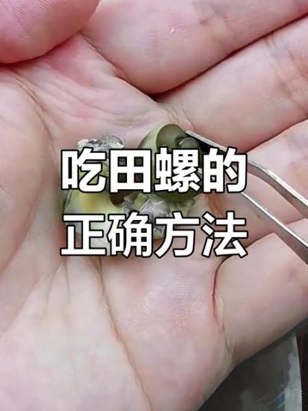 田螺怎么吃_田螺吃哪个部位-第1张图片-山城妙识 田螺怎么吃_田螺吃哪个部位-第1张图片-山城妙识