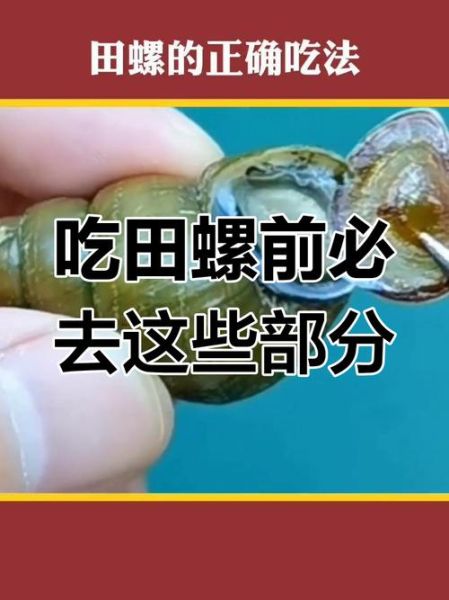 田螺怎么吃_田螺吃哪个部位-第3张图片-山城妙识 田螺怎么吃_田螺吃哪个部位-第3张图片-山城妙识