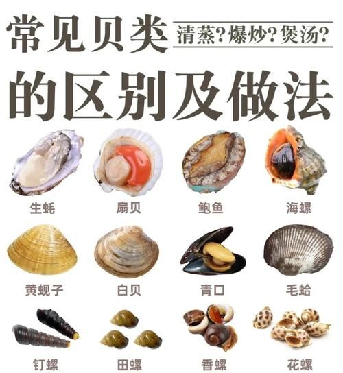 贝类海鲜怎么清洗_贝类海鲜怎么做好吃-第1张图片-山城妙识