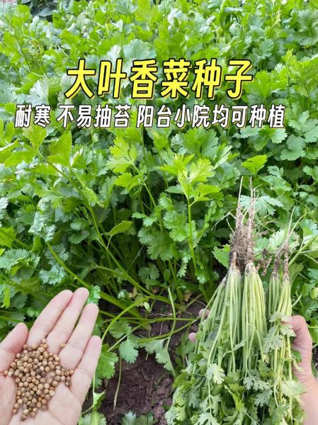 芫荽是什么菜_香菜和芫荽的区别-第3张图片-山城妙识