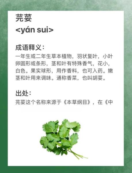 芫荽是什么菜_香菜和芫荽的区别-第2张图片-山城妙识