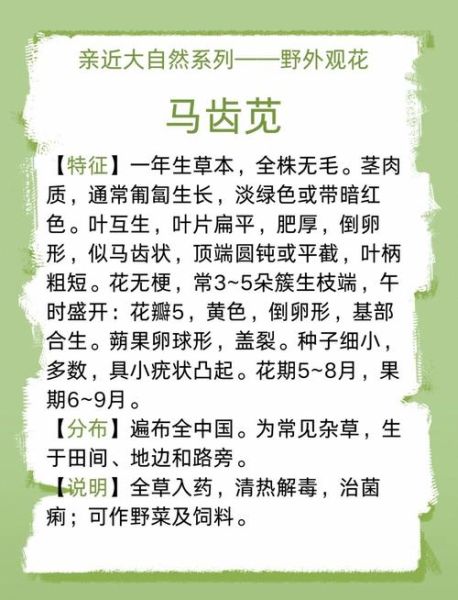 马苋菜治白发有效吗_马苋菜怎么吃治白发-第3张图片-山城妙识