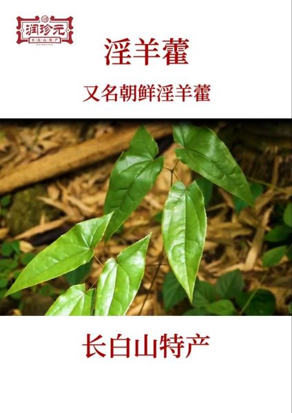 淫羊藿多少钱一斤_淫羊藿价格影响因素-第2张图片-山城妙识