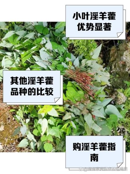 淫羊藿多少钱一斤_淫羊藿价格影响因素-第3张图片-山城妙识