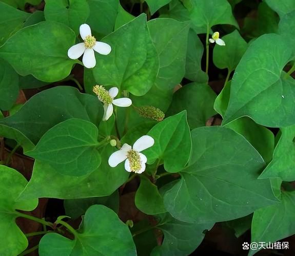 鱼腥草长什么样子_鱼腥草叶片特征-第3张图片-山城妙识