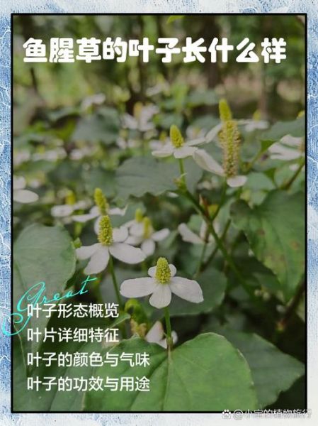 鱼腥草长什么样子_鱼腥草叶片特征-第1张图片-山城妙识