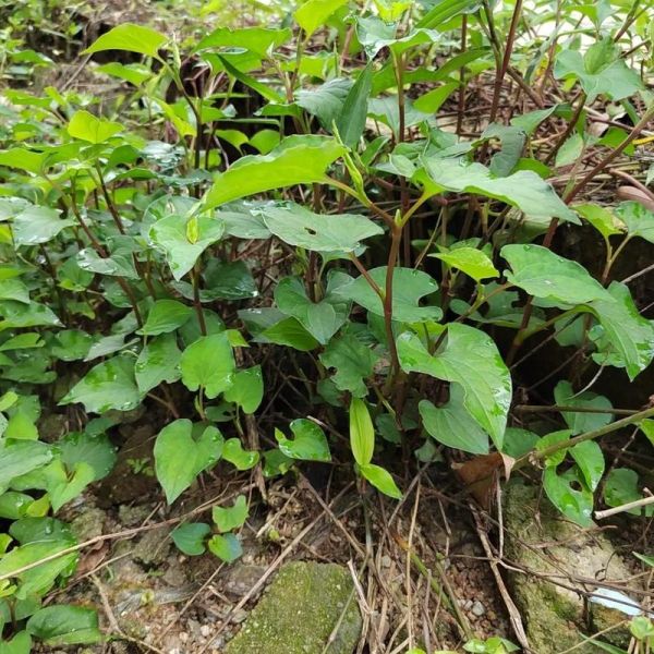 鱼腥草长什么样子_鱼腥草叶片特征-第2张图片-山城妙识
