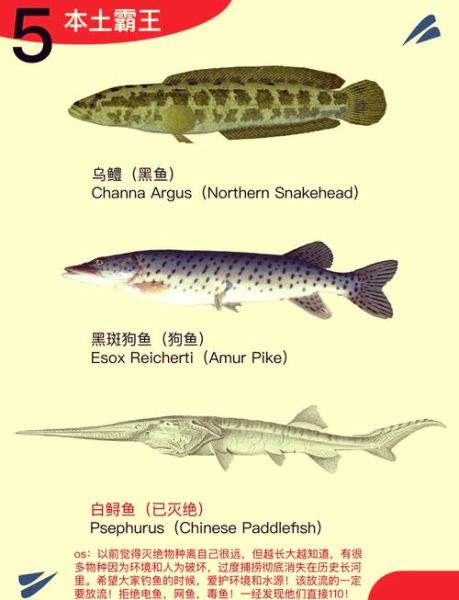 鳡鱼是不是保护动物_鳡鱼保护级别查询-第1张图片-山城妙识