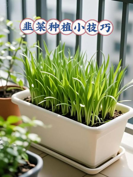 韭菜什么时候种最合适_韭菜种植方法步骤-第2张图片-山城妙识