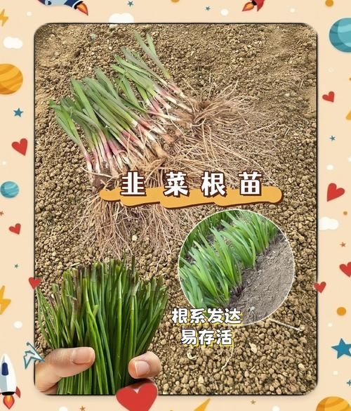 韭菜什么时候种最合适_韭菜种植方法步骤-第1张图片-山城妙识