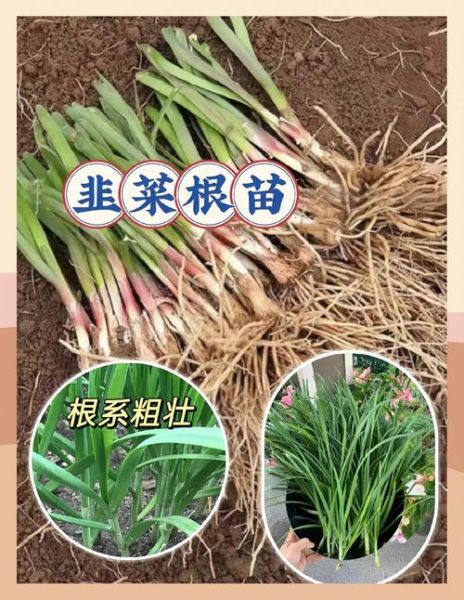 韭菜什么时候种最合适_韭菜种植方法步骤-第3张图片-山城妙识