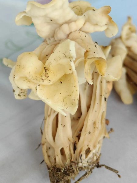 松树下蘑菇种类有哪些_如何辨别可食用品种-第1张图片-山城妙识