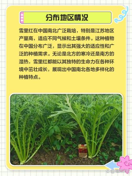 雪里红什么时候种最合适_雪里红种植最佳时间-第1张图片-山城妙识